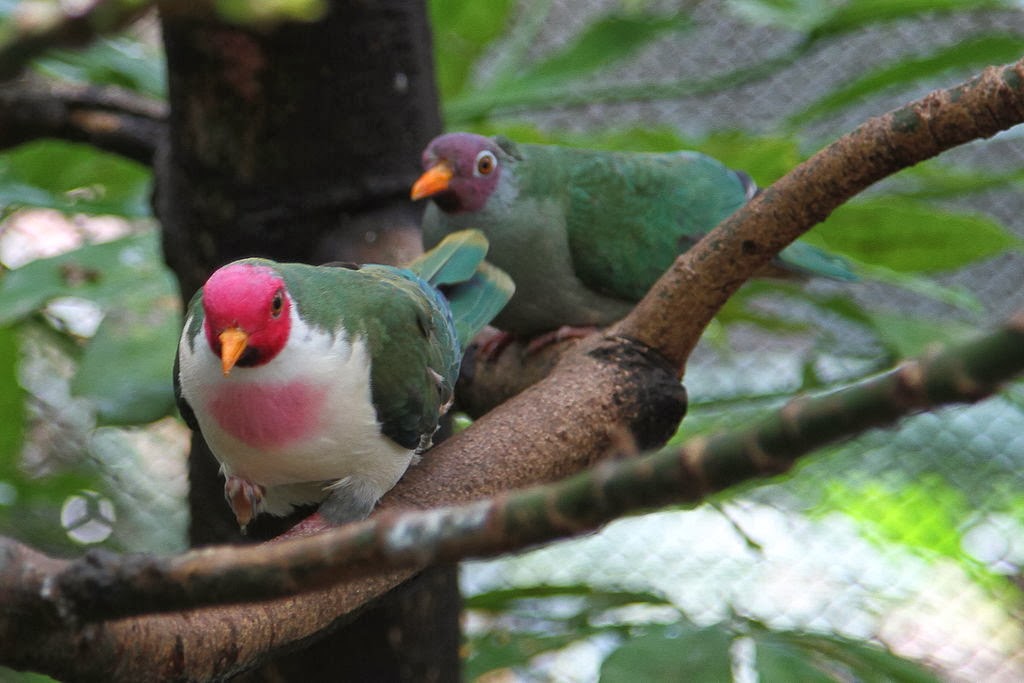 Bird Directory: Jambu Fruit Dove
