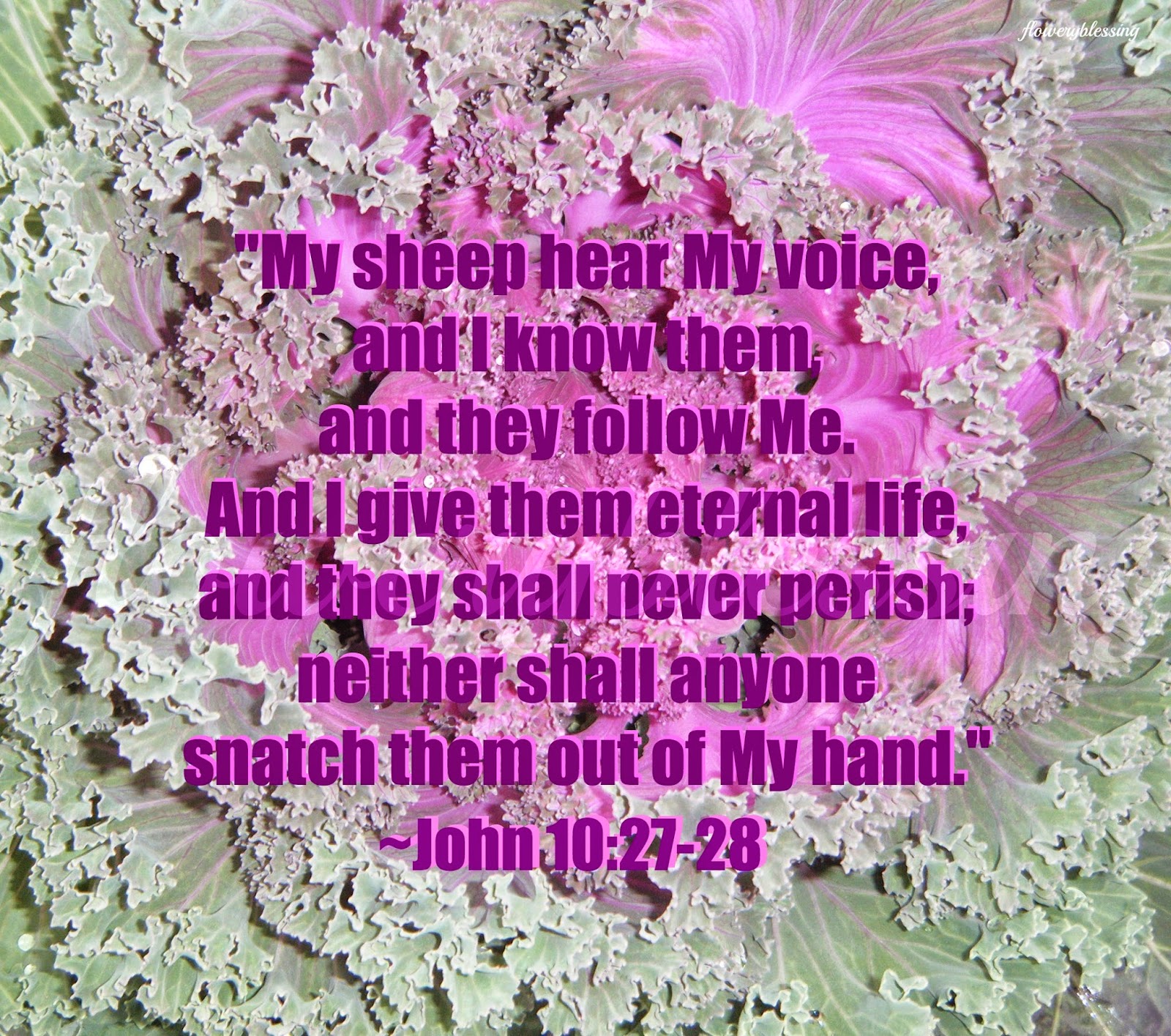 Flowery Blessing: "My sheep hear My voice, and I know them, and they ...