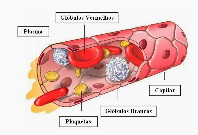 Partes do sangue | Sistema Cardiovascular