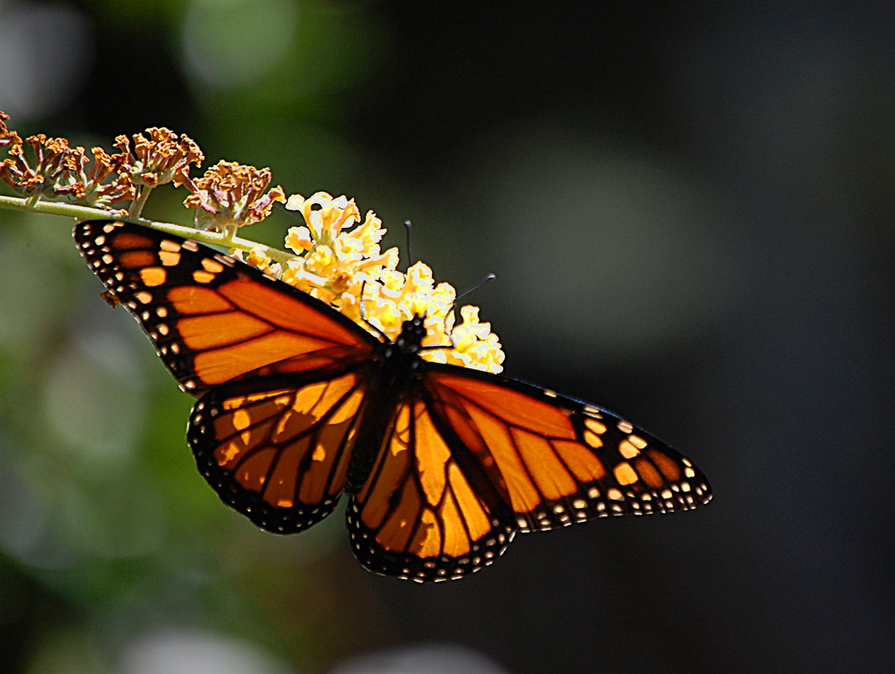 A View from the Beach: Long Live the Monarch!