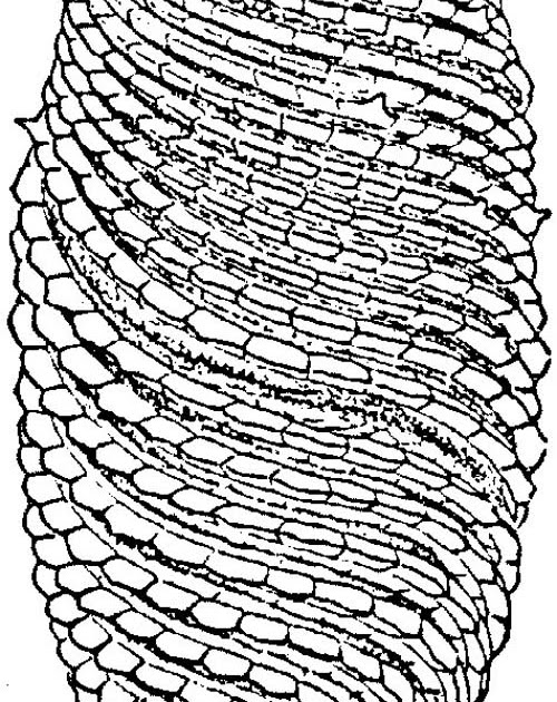 Life Before the Dinosaurs: Helicoplacus.