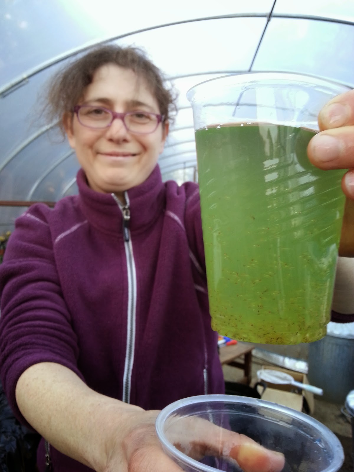 Mid May, and 2 good spawnings out in the fry ponds – Byer Koi Farm