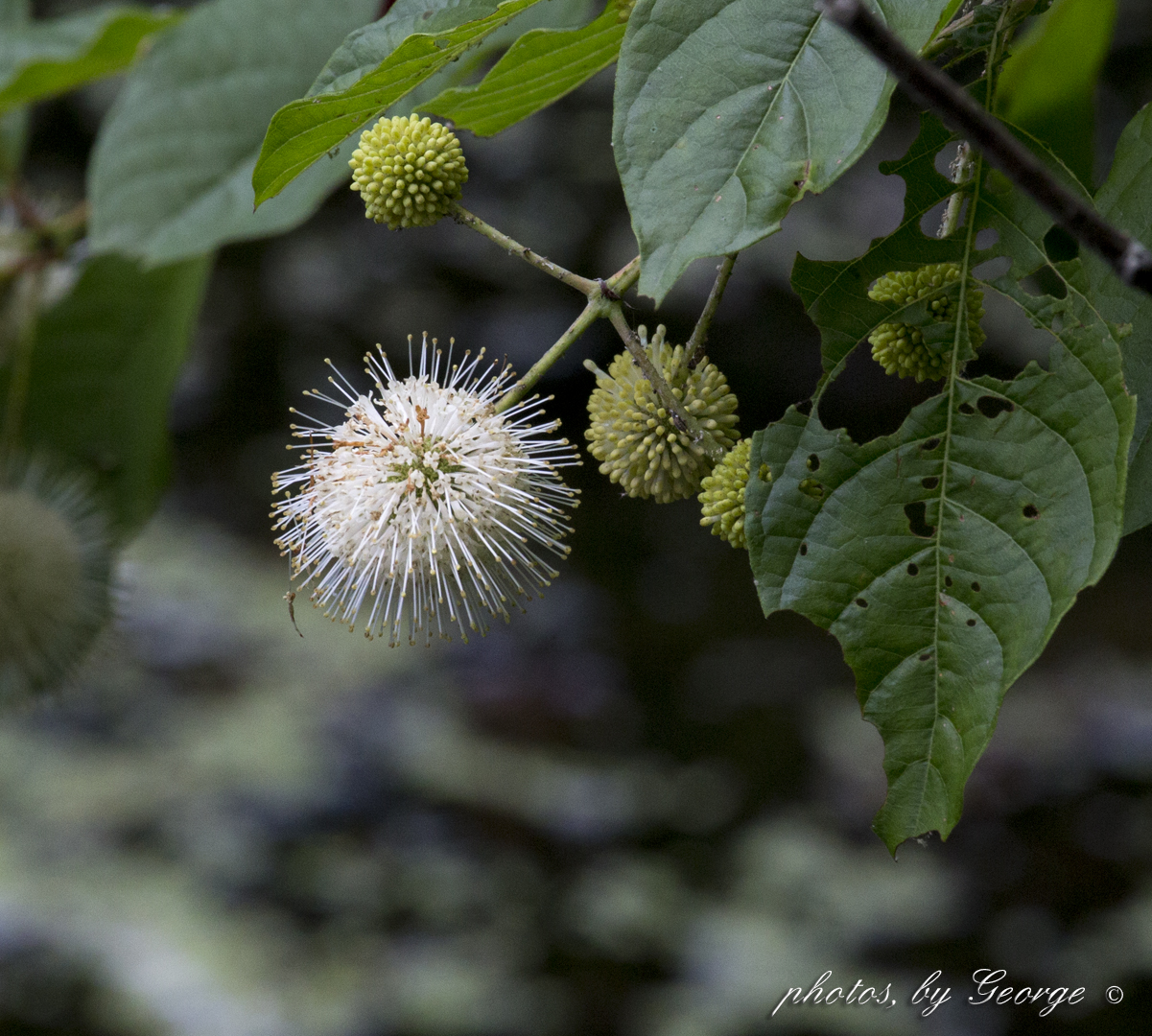"What's Blooming Now" : Buttonbush (Cephalanthus occidentalis L.)