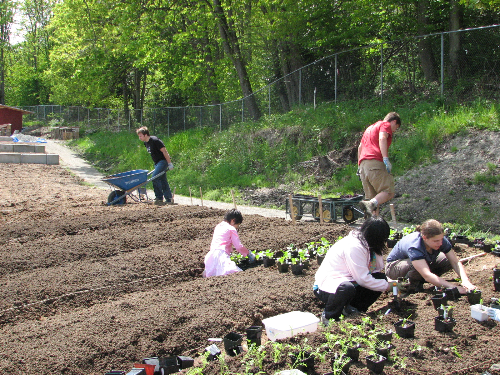Lettuce Link: First planting at the Seattle Community Farm