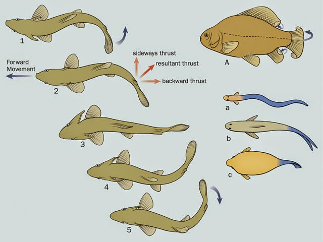 Knowledge Class: Locomotion and Skeleton in Vertebrates