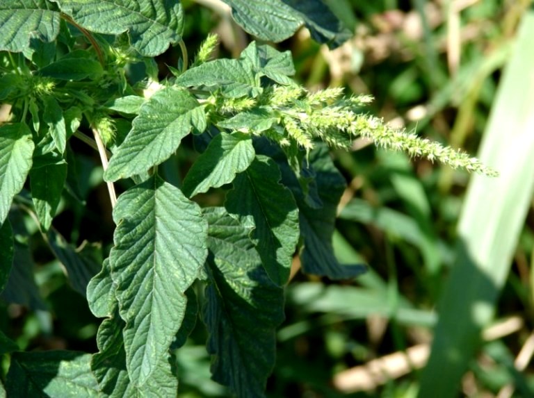 Ciri-Ciri Tanaman Bayam Duri (Amaranthus spinosus) Manfaat dan Khasiatnya