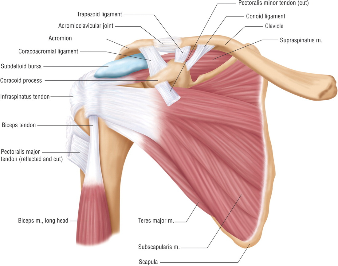 Ibrahim Okupasi Terapi: Biomekanik dan Kinesiologi dari Bahu/Shoulder