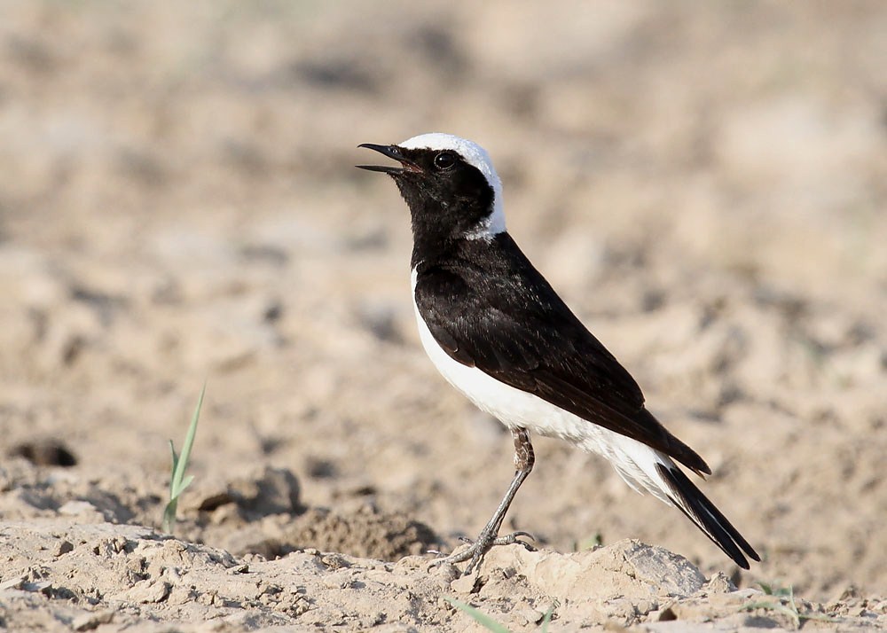 Richard Smith - Birdwatching Days Out: ROMANIA, Sinoe, Constanta, Part ...