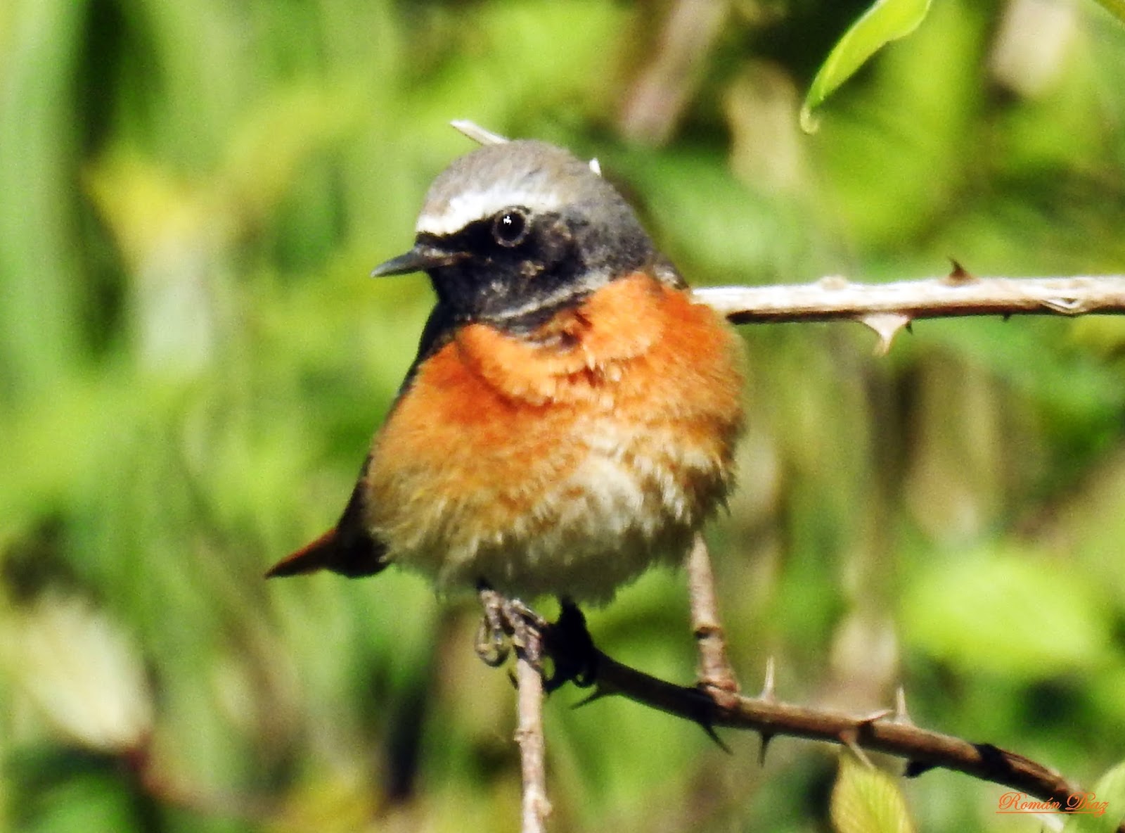Fotoafición Román: Colirrojo real. (Phoenicurus phoenicurus)