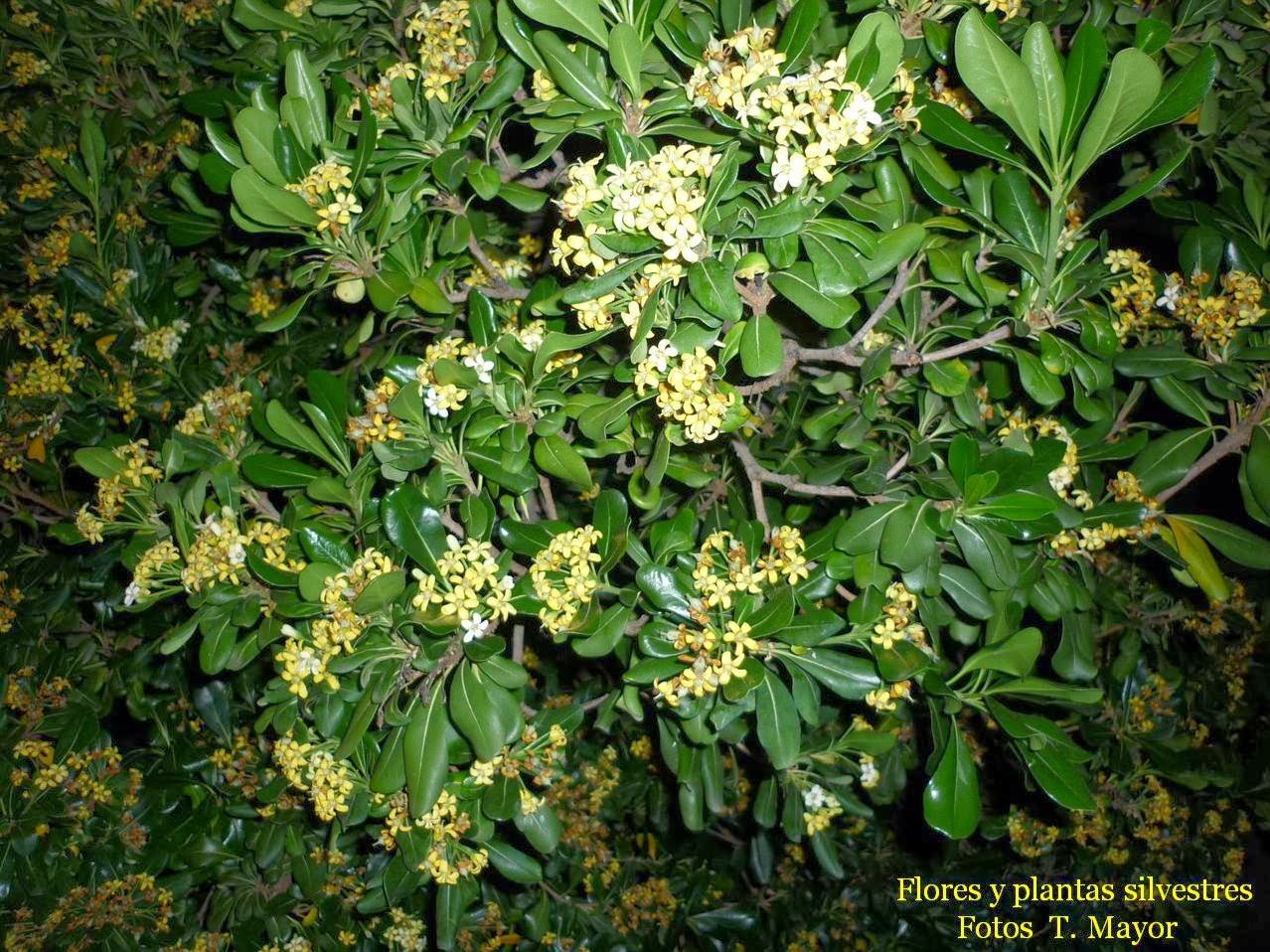 Flores y plantas silvestres: " Pittosporum tobira ". Pitosporo, Azahar ...