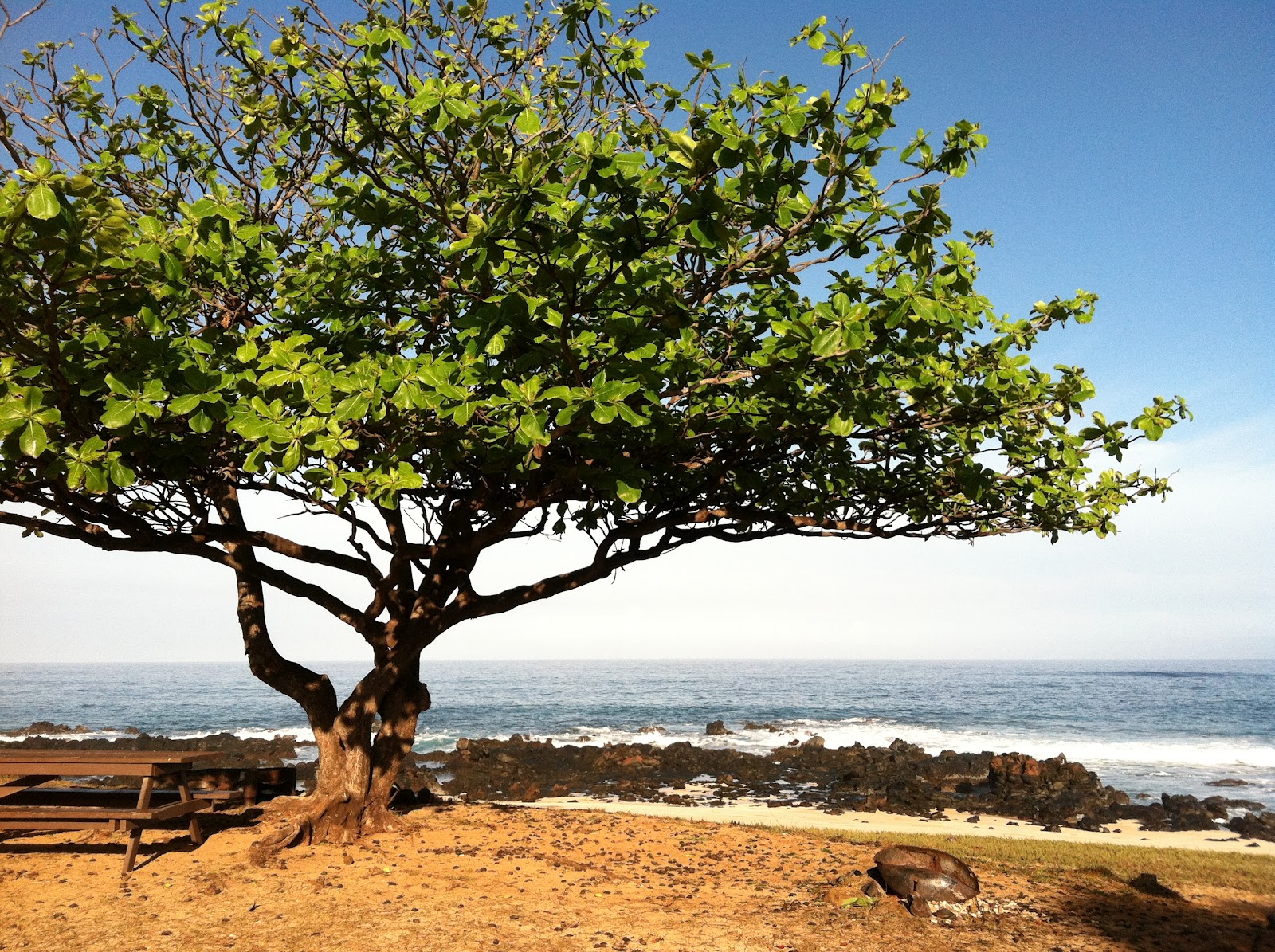 Out of Molokai
