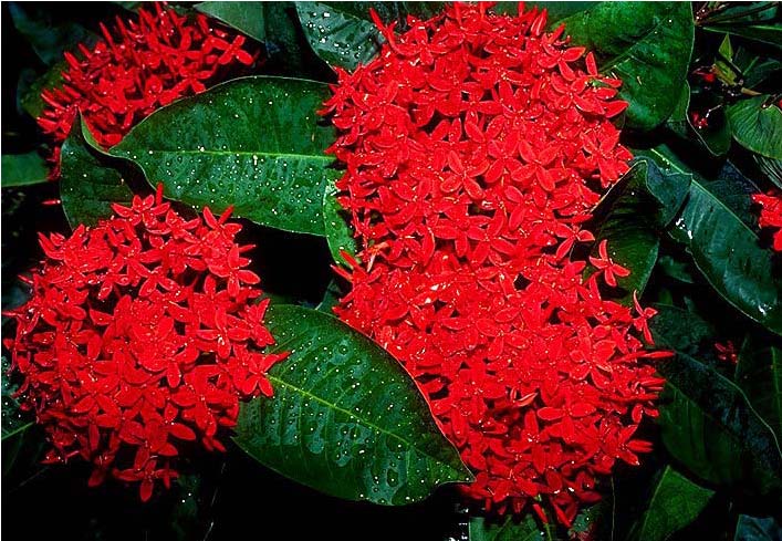 Beechwood Landscape Architecture and Construction: Flame of the Woods ...