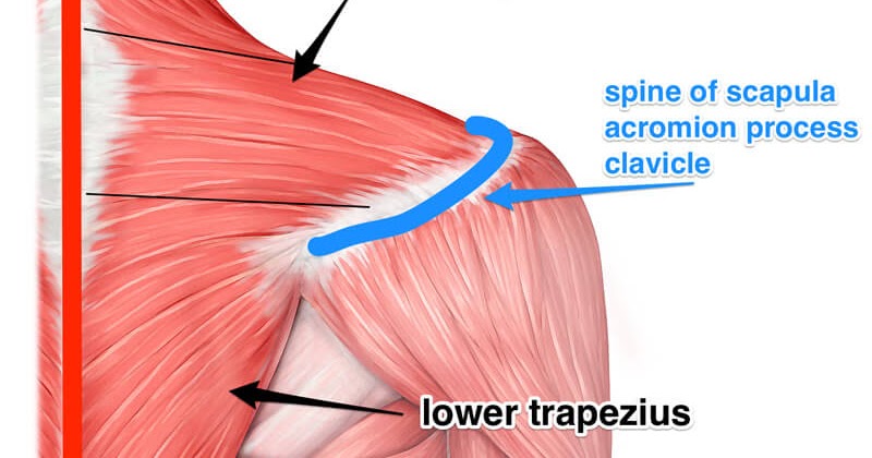 Shoulder / ПЛЕЧИ: The Trapezius Muscle