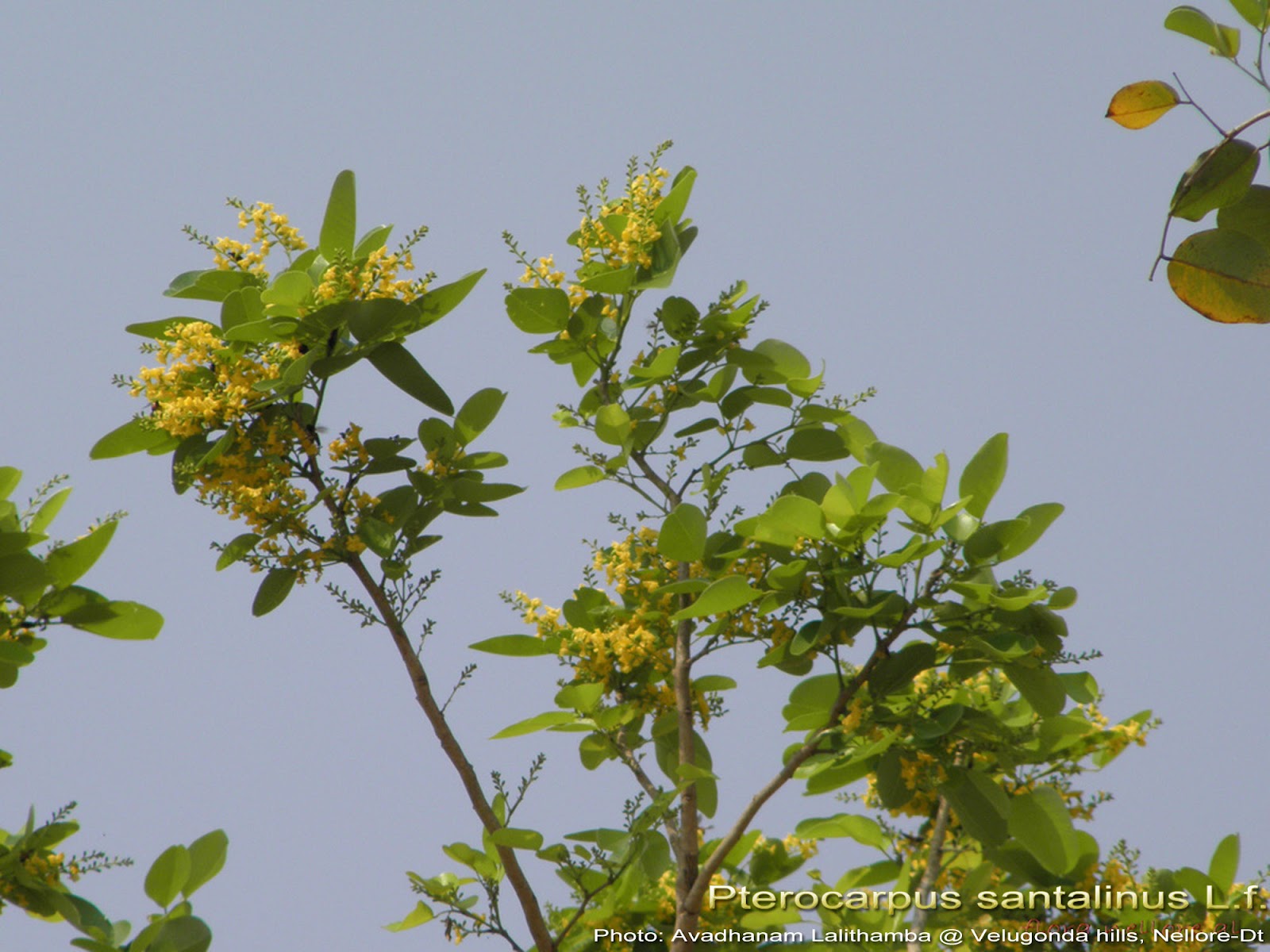 Medicinal Plants: Pterocarpus santalinus Rakta chandana