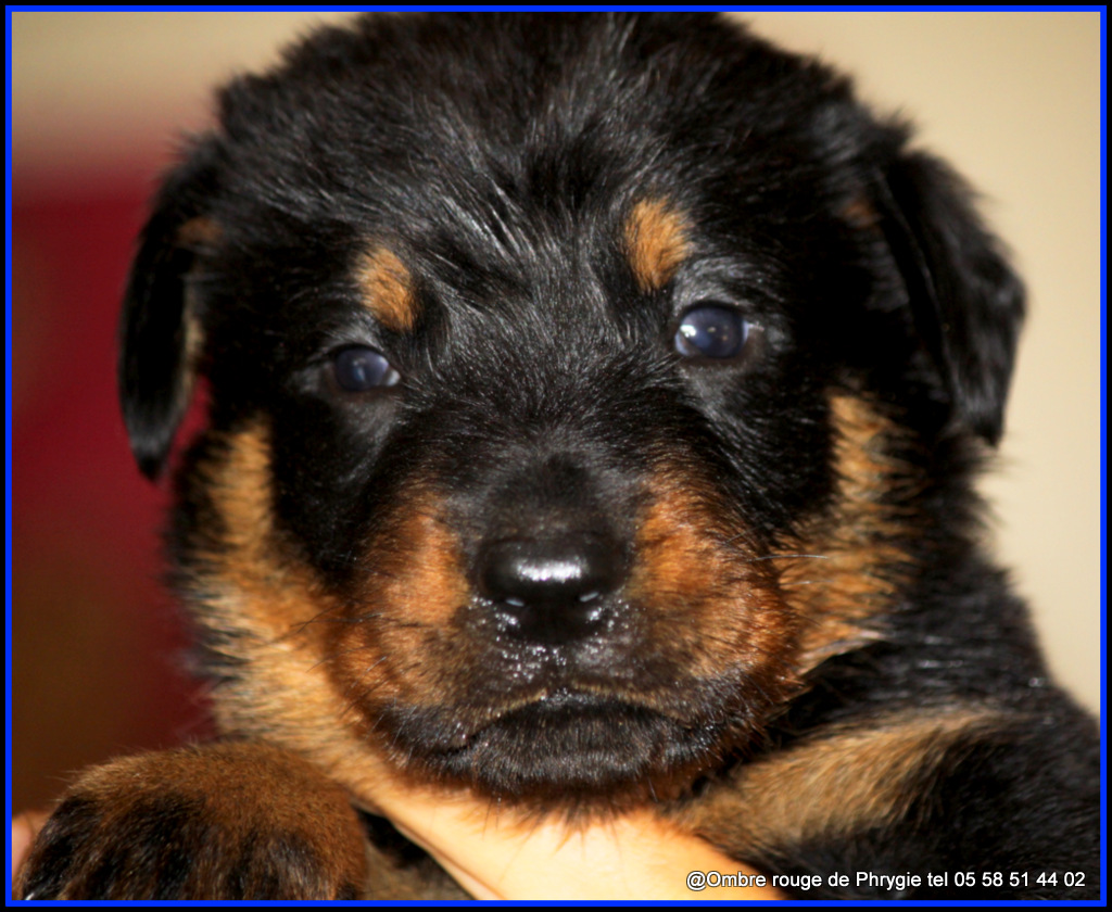 Beauceron, chiots beaucerons, Eleveur landes 40120