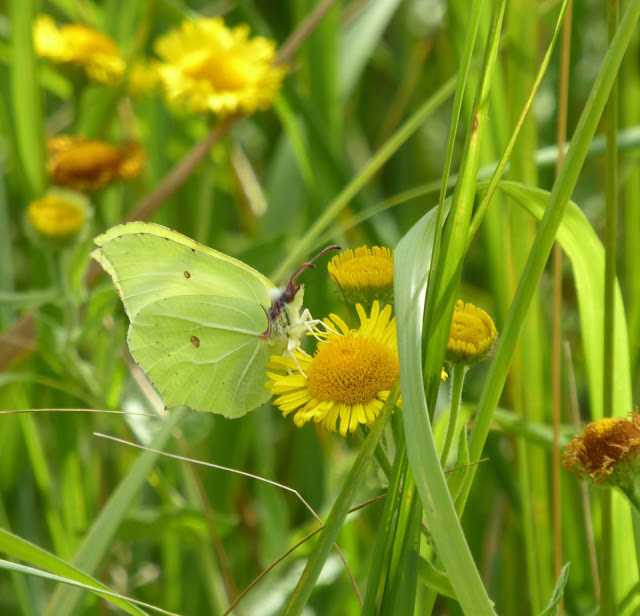 Wild and Wonderful: Big Butterfly Counts at NT Wicken Fen and Sutton Hoo