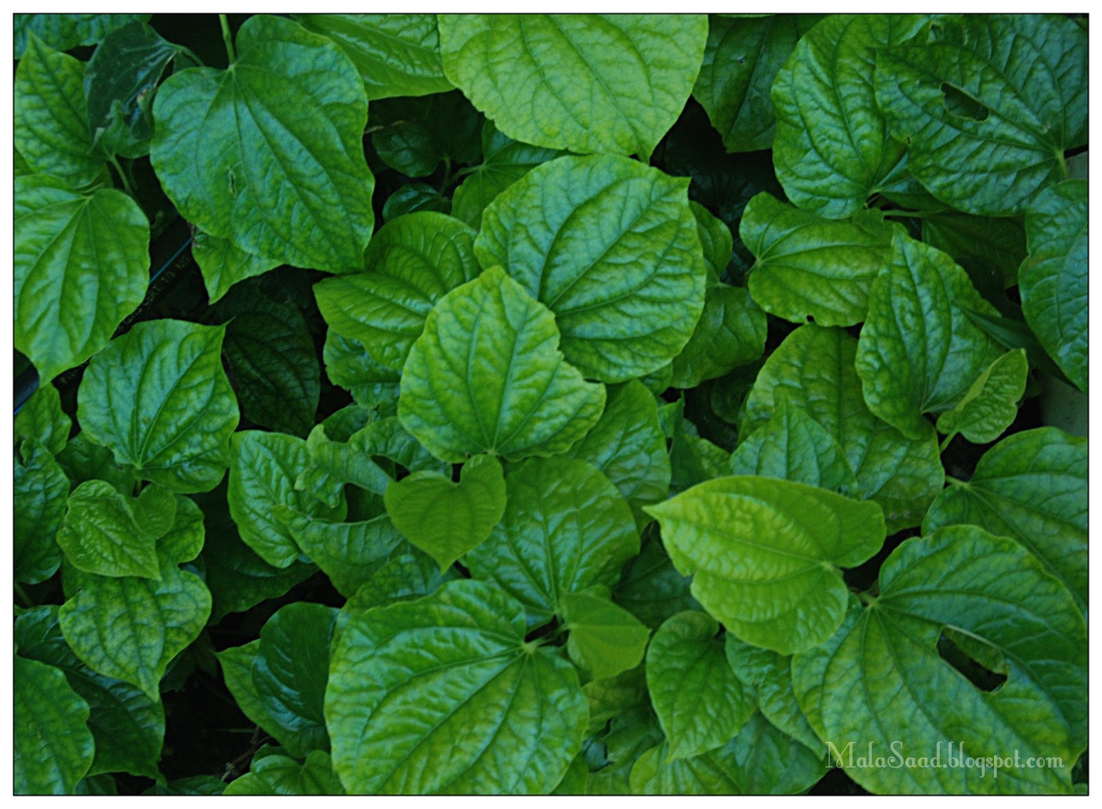 My Green Eye's: Daun Kaduk : Piper sarmentosum