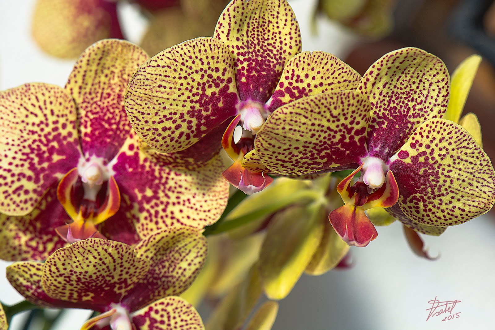 LA MAGIA DE MI JARDIN: ORQUÍDEAS CADA 18 DE DICIEMBRE... Y SIGUE LA VIDA