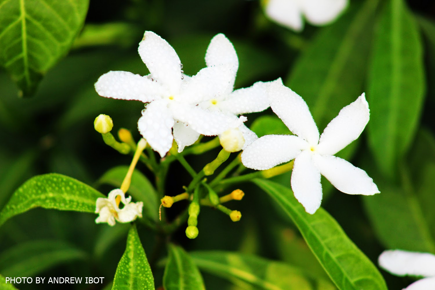 Ako si ANDREW IBOT!: Pandakaki-puti ( Tabernaemontana pandacaqui Poir.)