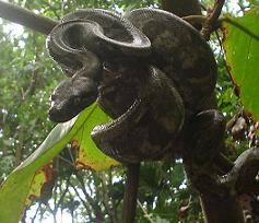 Planeta 3: Boa Rosada