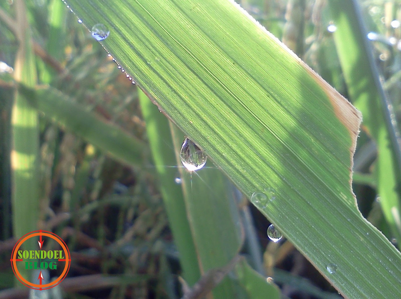Sundul Langit: Beningnya Embun Pagi