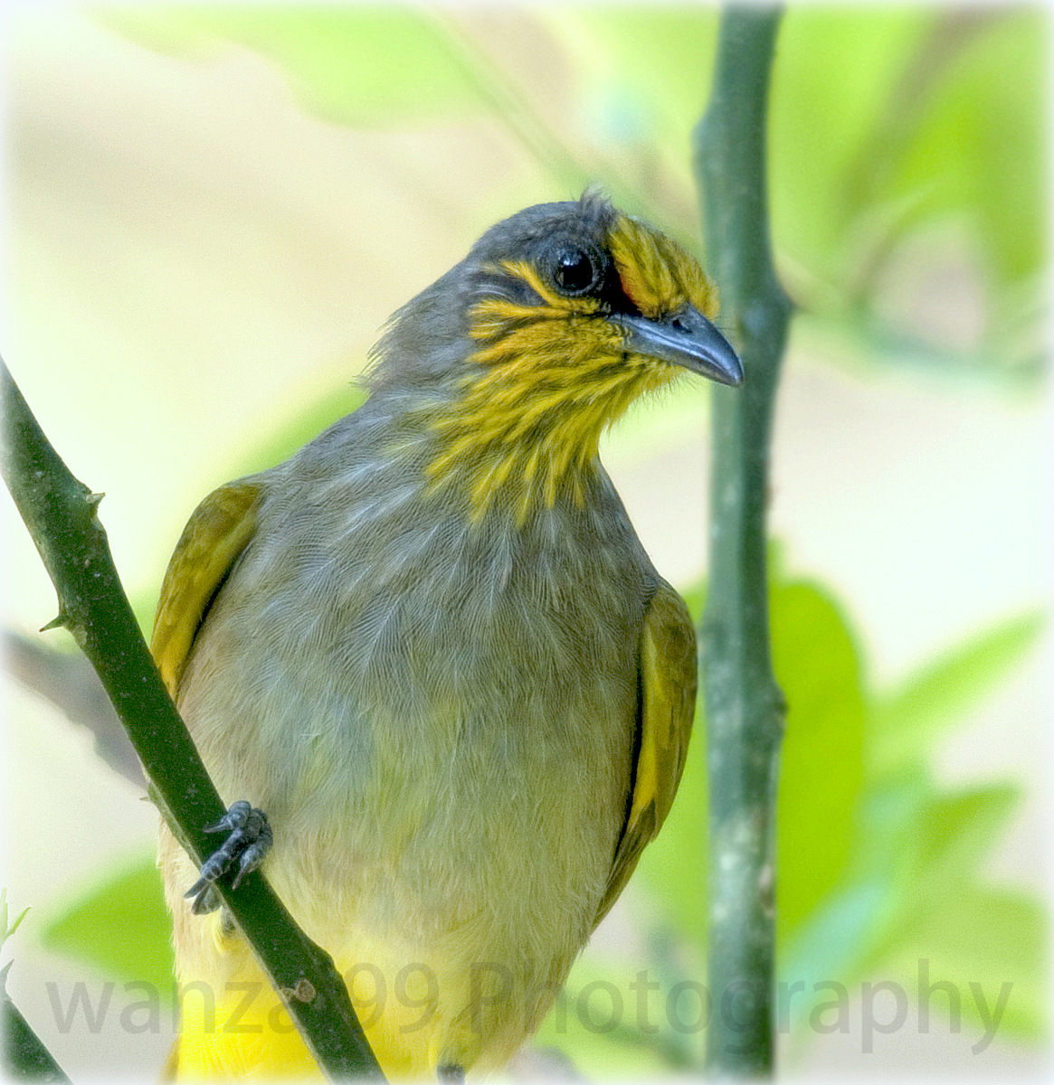 wanzai99 PHOTOGRAPHY: Burung Merbah Luris Leher