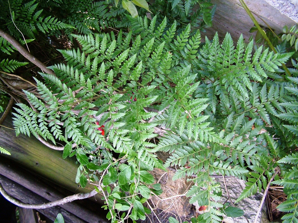 Parque Yatay: Healing herbs in Uruguay