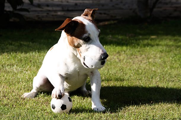 Funny Dog Playing Football Images/Pictures 2012 - Pets Cute and Docile