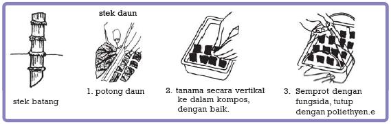 Biologi Idiot: Biologi Idiotik
