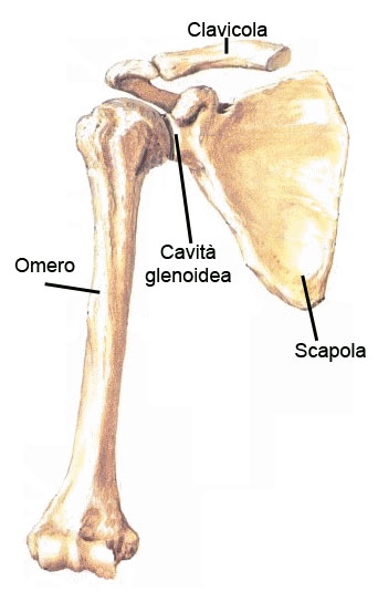 Scapola