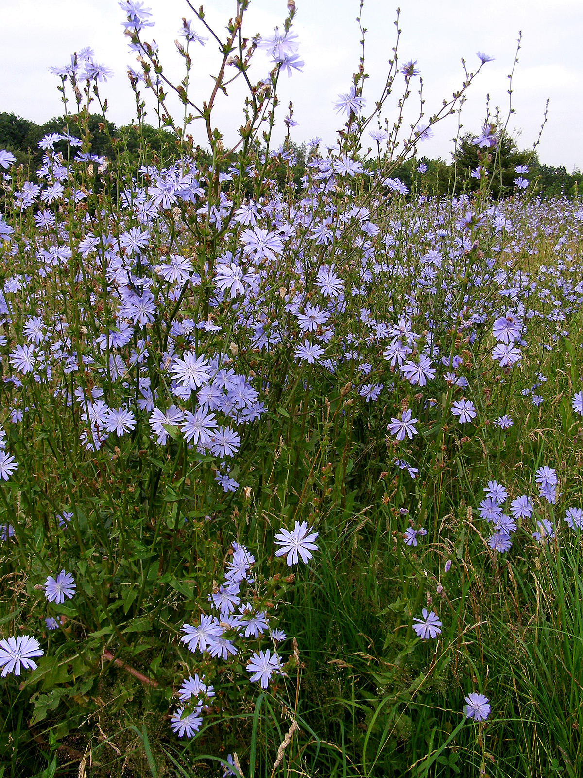 Random Jottings: Chicory