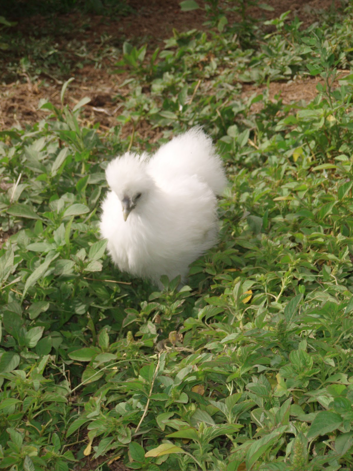 TODO GALLINAS