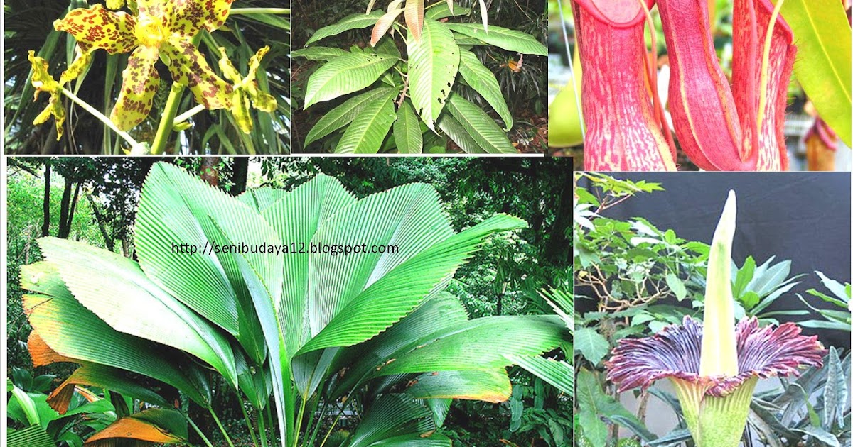 Kliping Tumbuhan / Flora di Indonesia Yang Hampir Punah - Tradisi ...