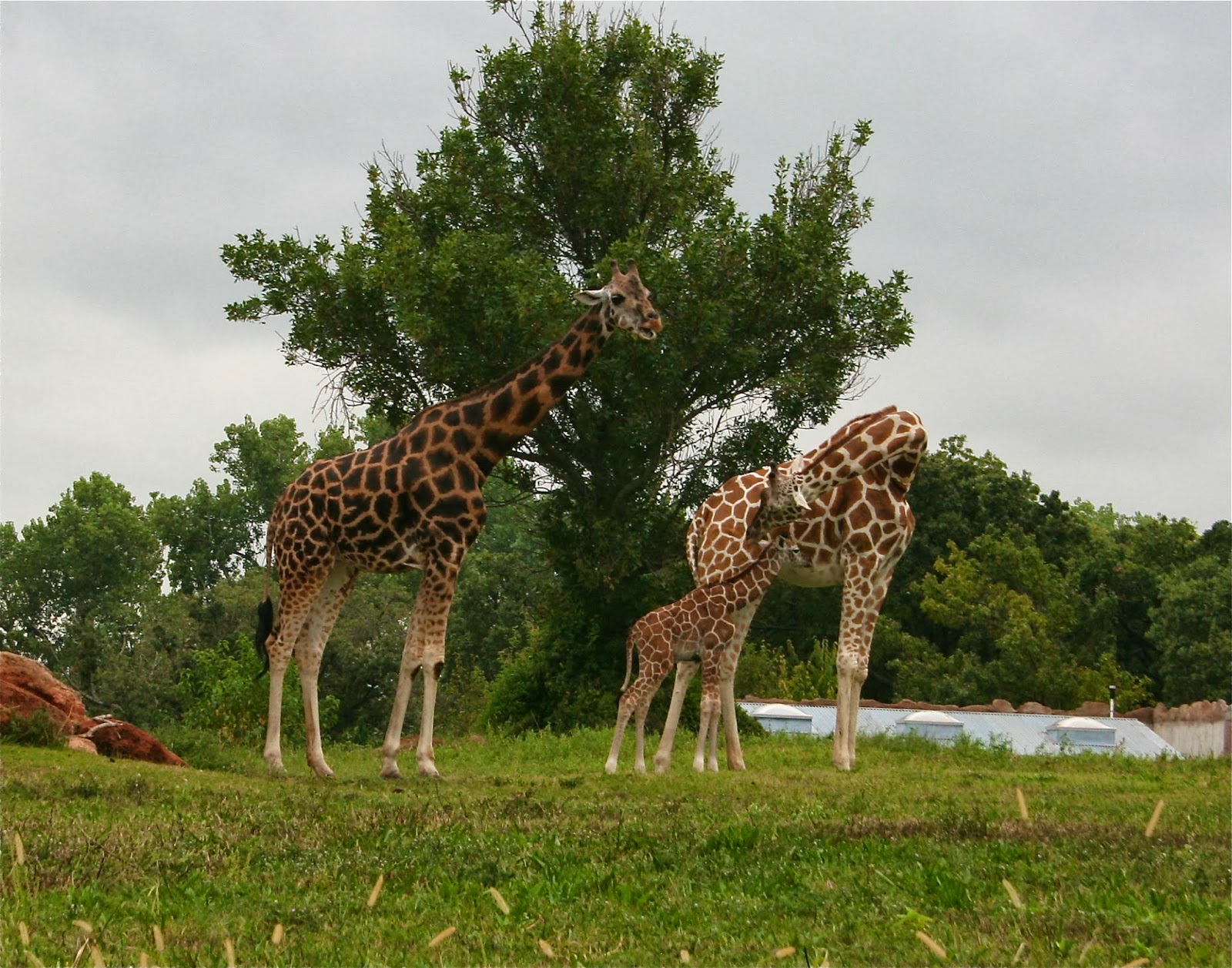 Nancy Nolan's Kindergarten: Letter Z Week