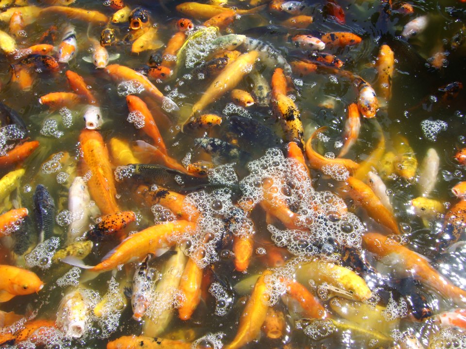 Koi - Duqilai