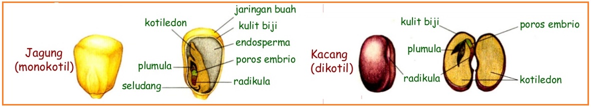 BIOLOGI GONZAGA: SOAL PERTUMBUHAN 2015