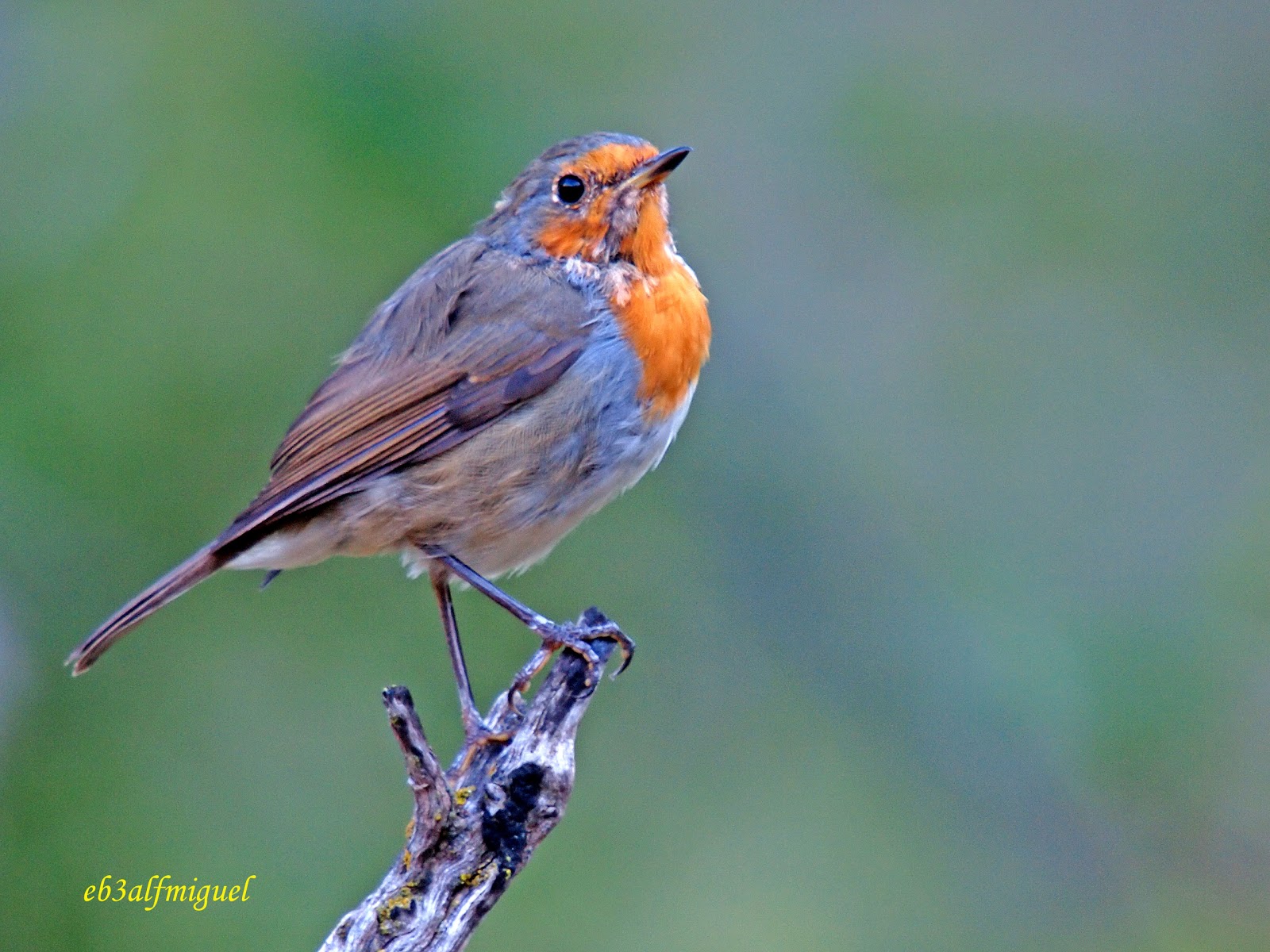 Miguel fotografia: Joven Petirrojo Entre dos Trajes