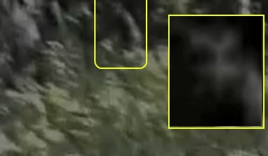 The Bigfoot Field Journal: The Face Of The "Freeman" Bigfoot