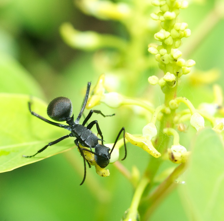 A Wandering Naturalist: Sarawak: Giant Weevils and Other Things