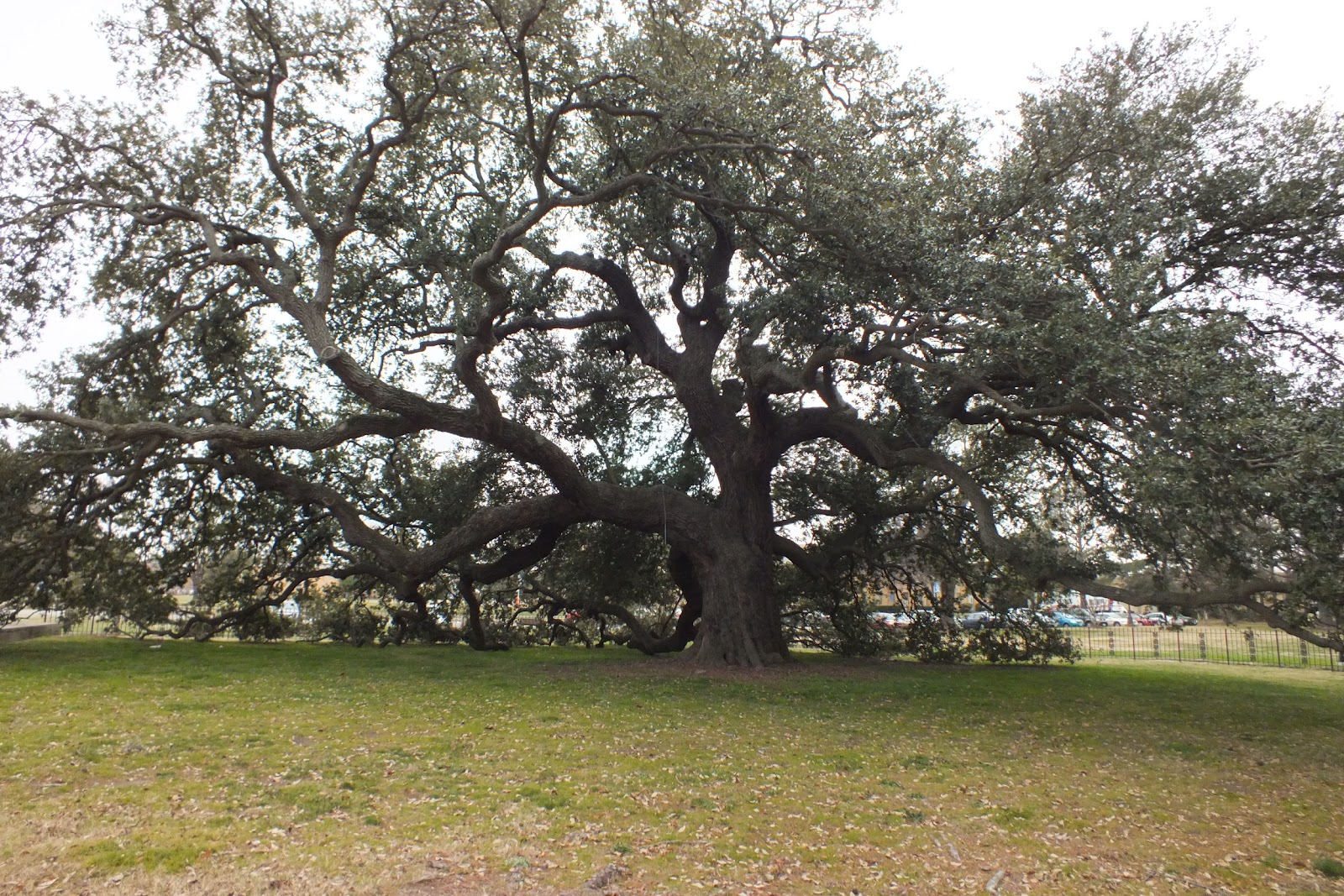 Gene's Garden: Three Live Oak Trees