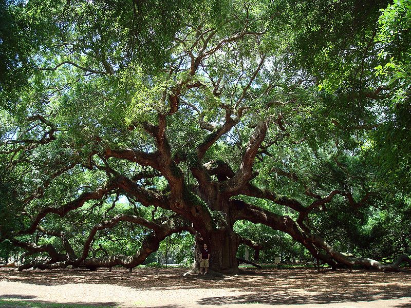 Mayor's Corner: What is a Grand Tree?
