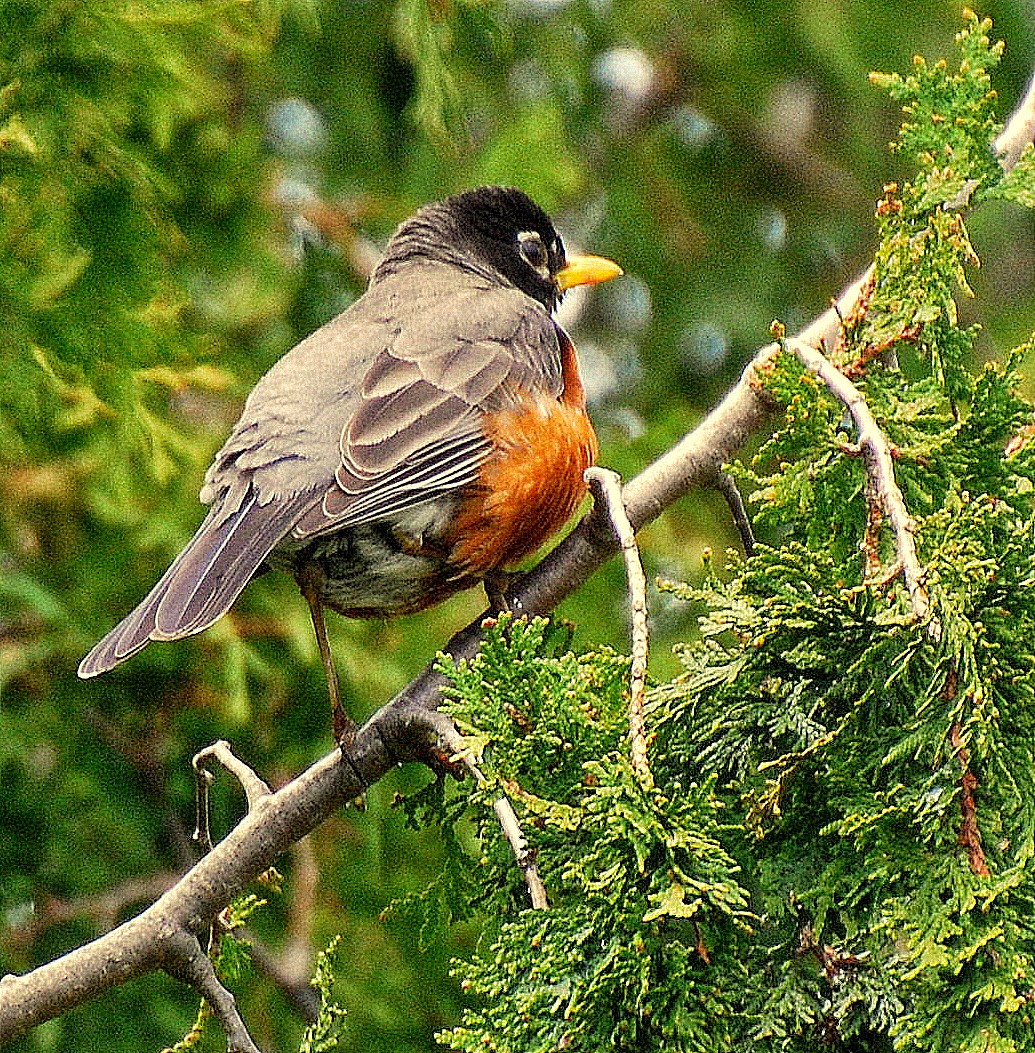 BARRY the BIRDER: The harbinger