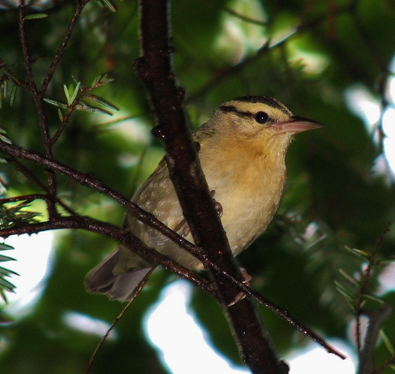 The Brownstone Birding Blog: The EBCA Offers Use Of Best Bird Blinds In USA