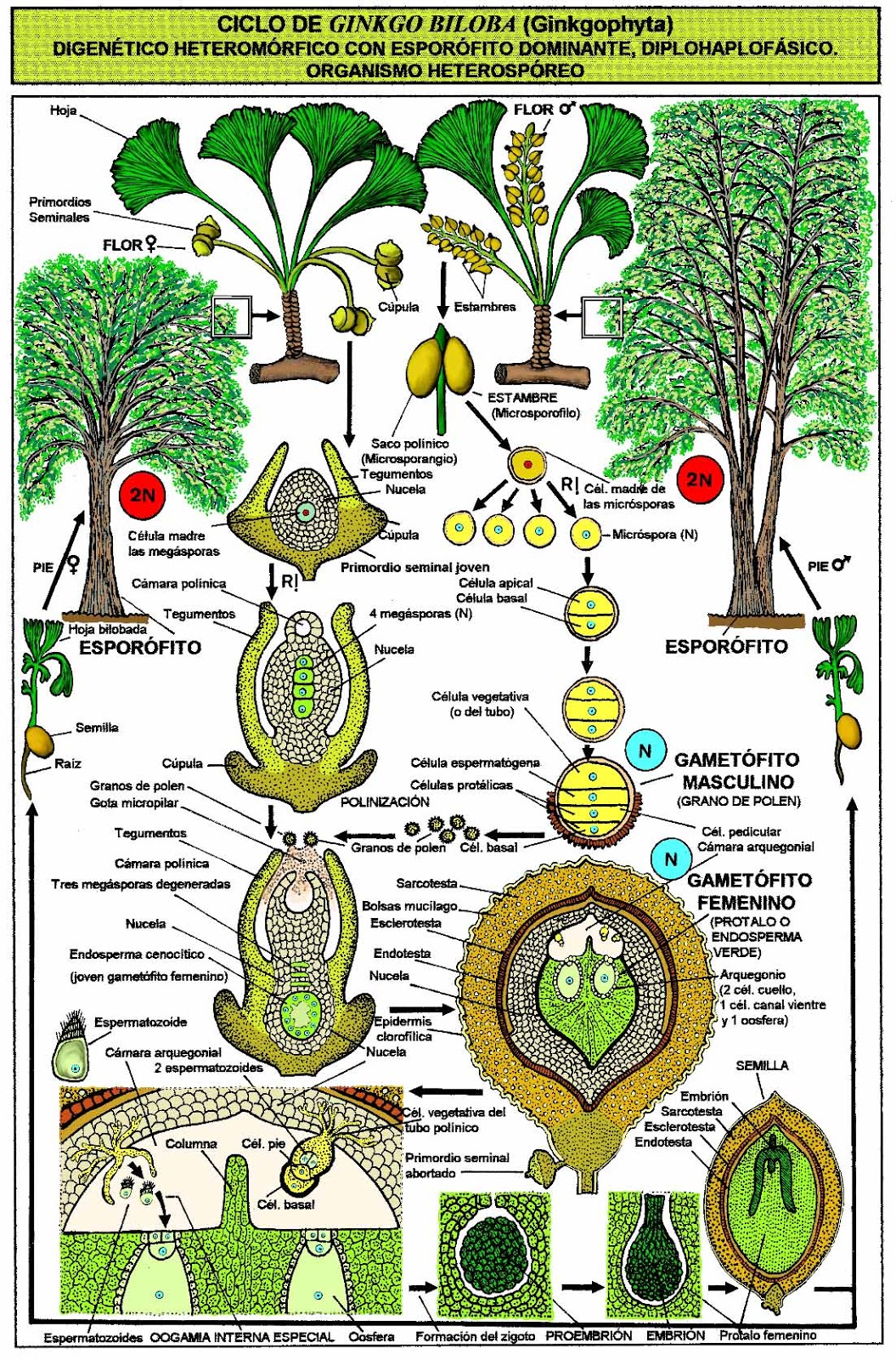 Ciclo De Vida Gimnospermas - FDPLEARN