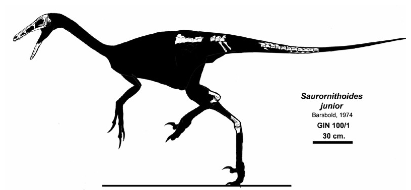 Troodontidae – Variety of Life