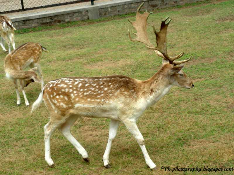 Fallow Deer | Nature, Cultural, and Travel Photography Blog