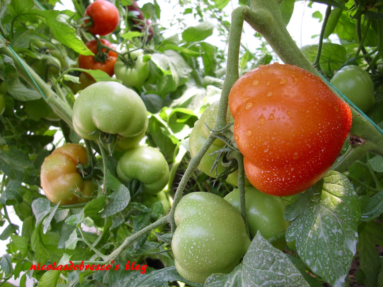 __ Nicolas _le_ jardinier __: Foto macro...Tomate Prekos F 1 ( 8 ...