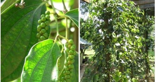 khasiat dan manfaat lada - Master Ilmu Pelet Dan Ilmu Gendam