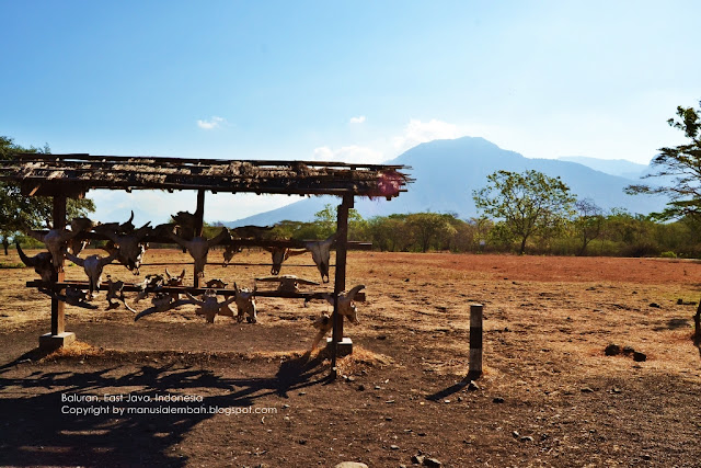 Taman Nasional Baluran Situbondo, Mengeksplore Africa van Java ...