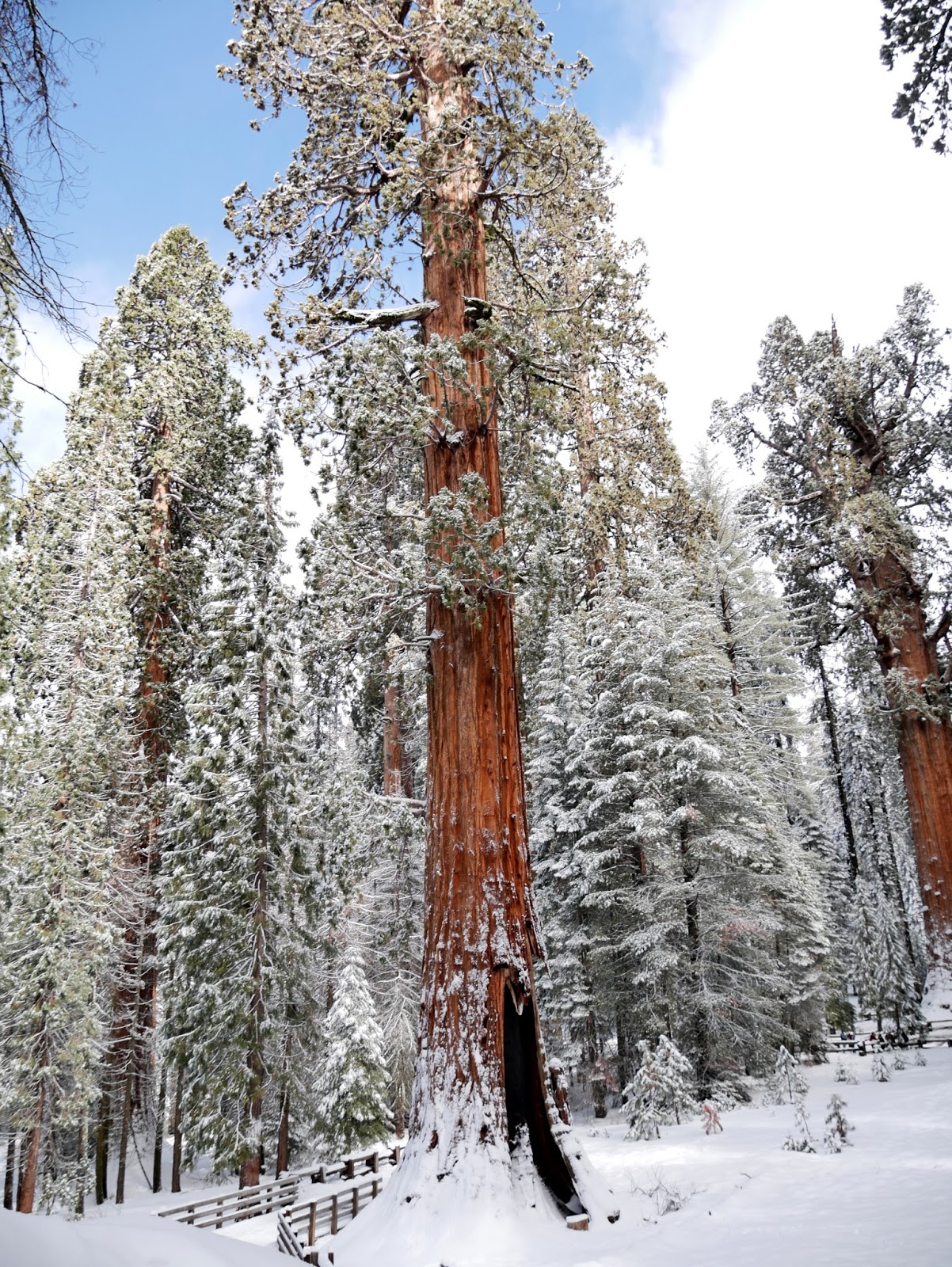 American Travel Journal: General Sherman Tree - Sequoia National Park